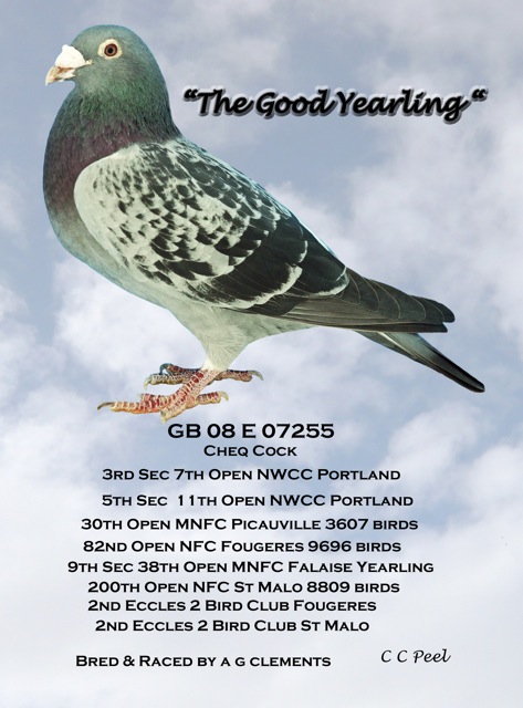 nieripigeons USA racing pigeons: Los Jan Aarden de Piet Laseroms.