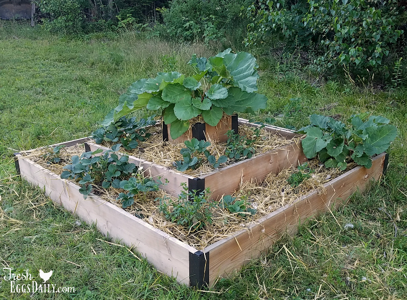 How to Plant a Strawberry Rhubarb Garden - Fresh Eggs Daily® with Lisa ...