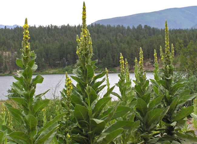 This is the Colorado Plateau: Science, Research and News: November 2018