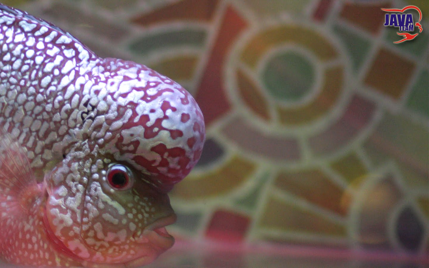 Flowerhorn The Hybrid Cichlids: Mr. Elmer Lohan (Free Wallpaper)