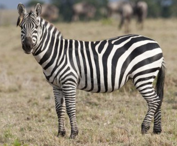 IMÁGENES Y FOTOS DE ANIMALES: La cebra