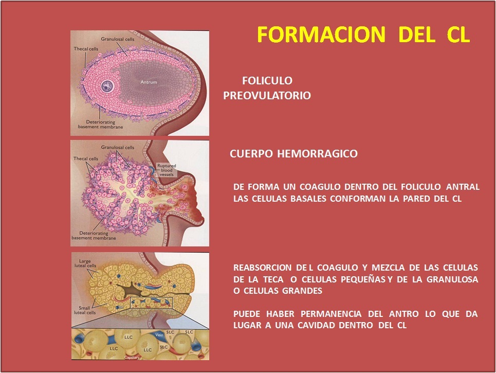 MANUAL DE REPRODUCCION BOVINA: CICLOS REPRODUCTIVOS