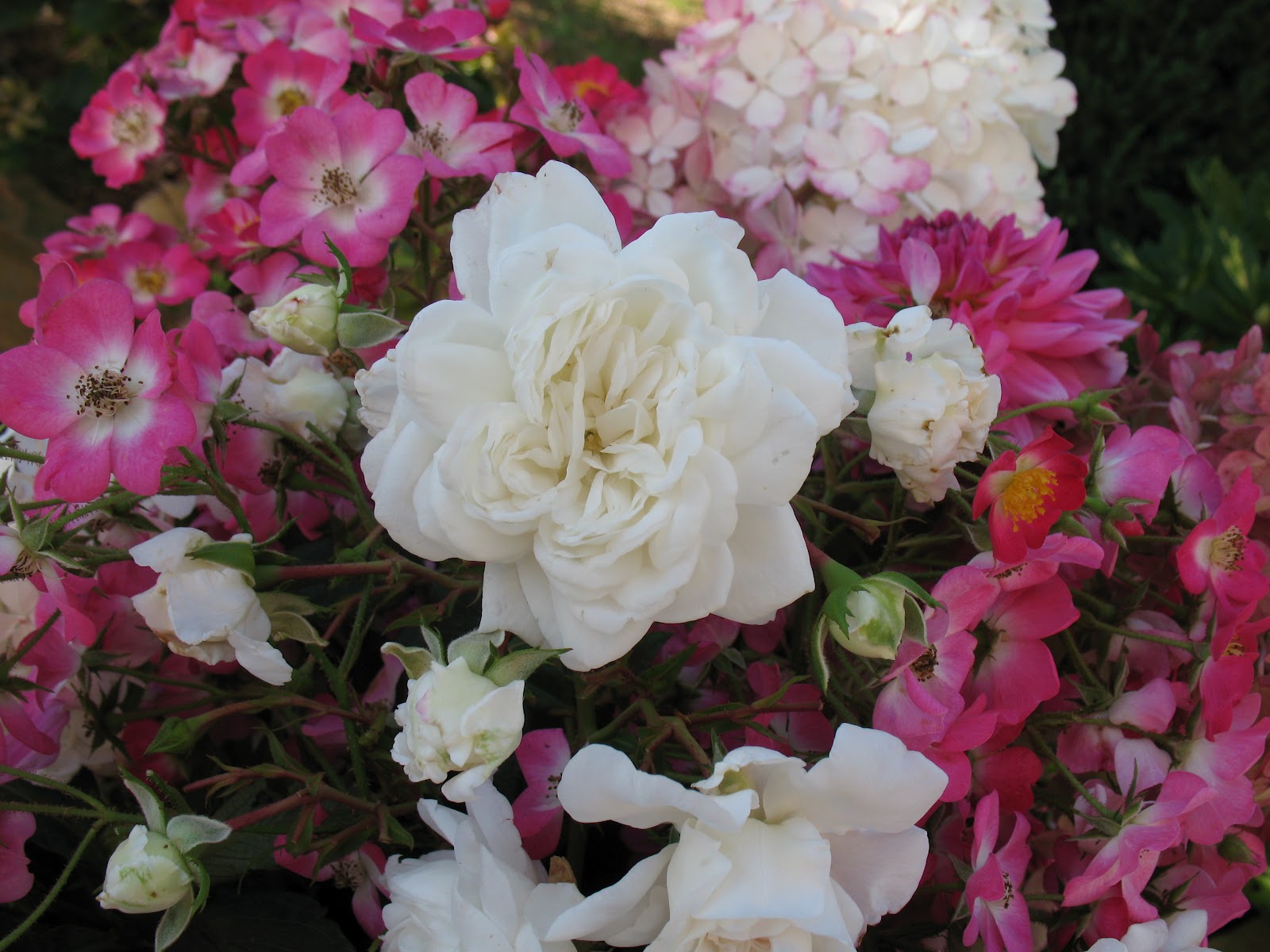 Roses du jardin Chêneland: Bouquet: Snow Ballet, Vanille Fraise.