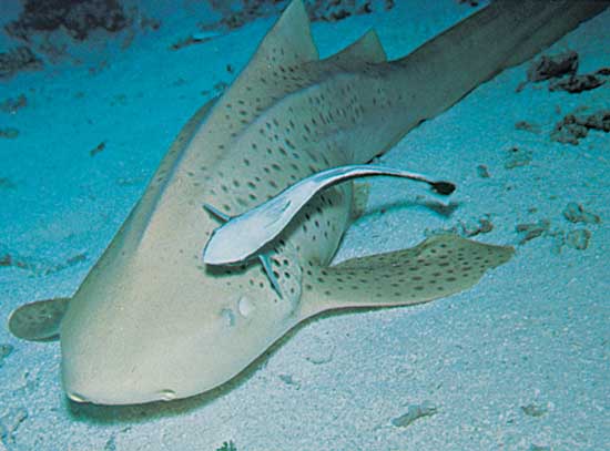 Remoras or Sharksucker (Naucrates Echeneis) ~ Fish Info and Picture