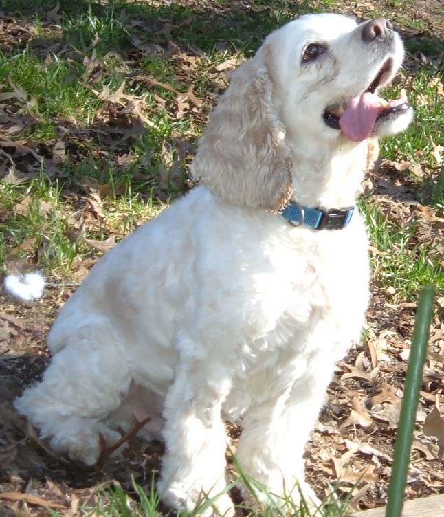 Cocker Spaniel Adoption Center Blog: 2016