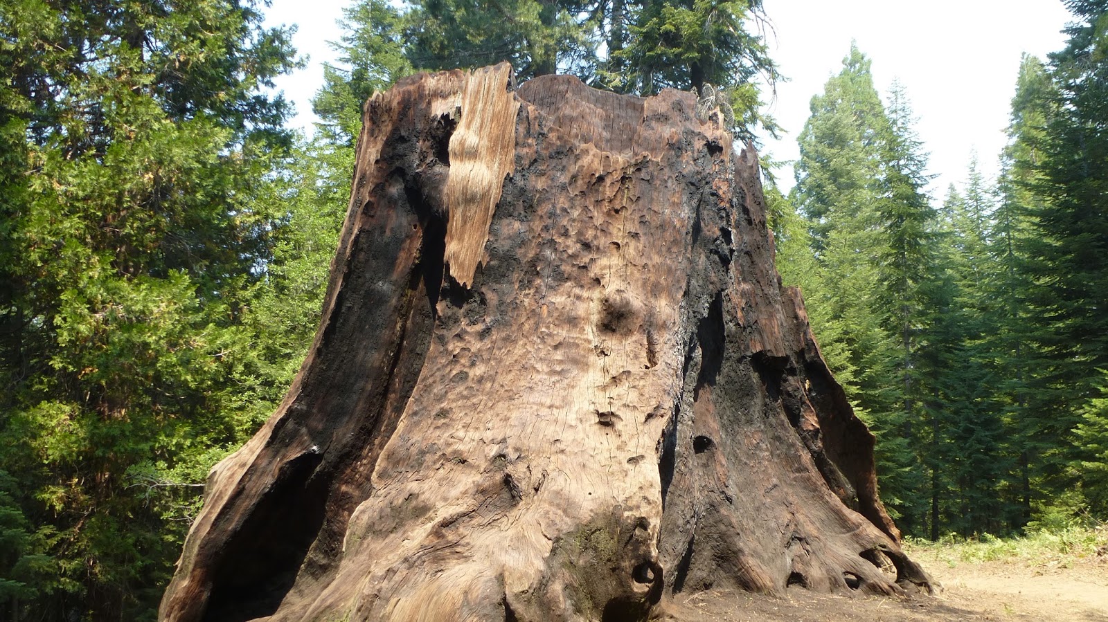 greenmon's folly: Aug 18 Sequoia Stumps