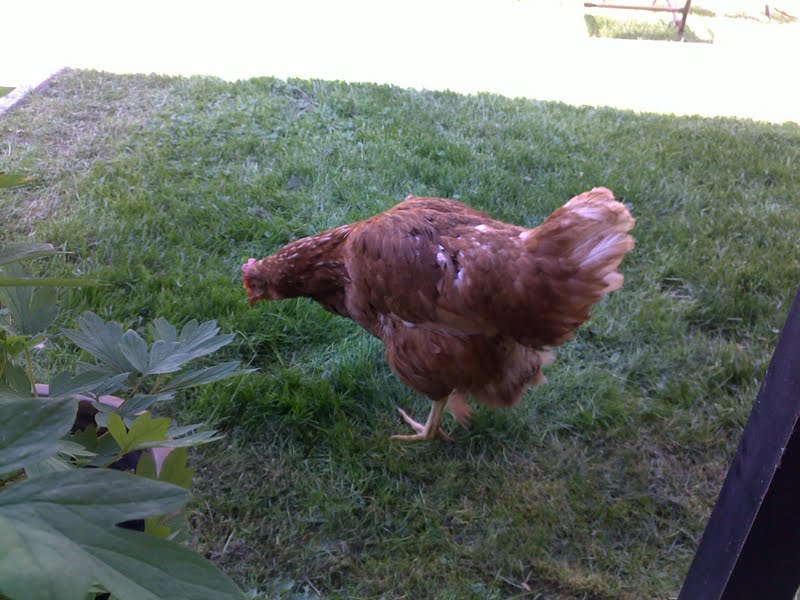 Respect Life Eat Veggies: Gaia Chickens 1st Vet Appointment, Chicken ...