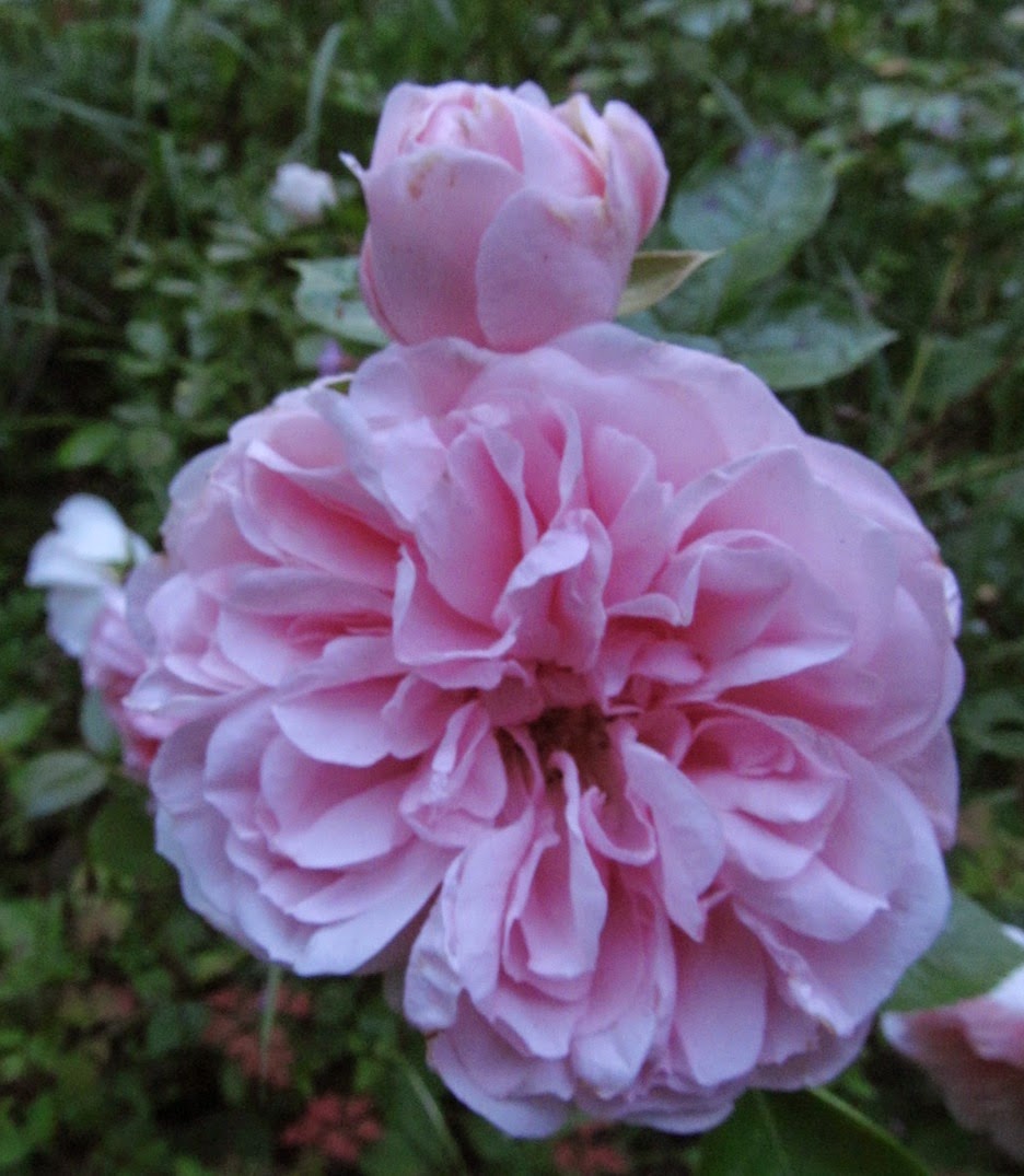 Weeding on the Wild Side: Continuous bloom: roses, geraniums, plus June ...