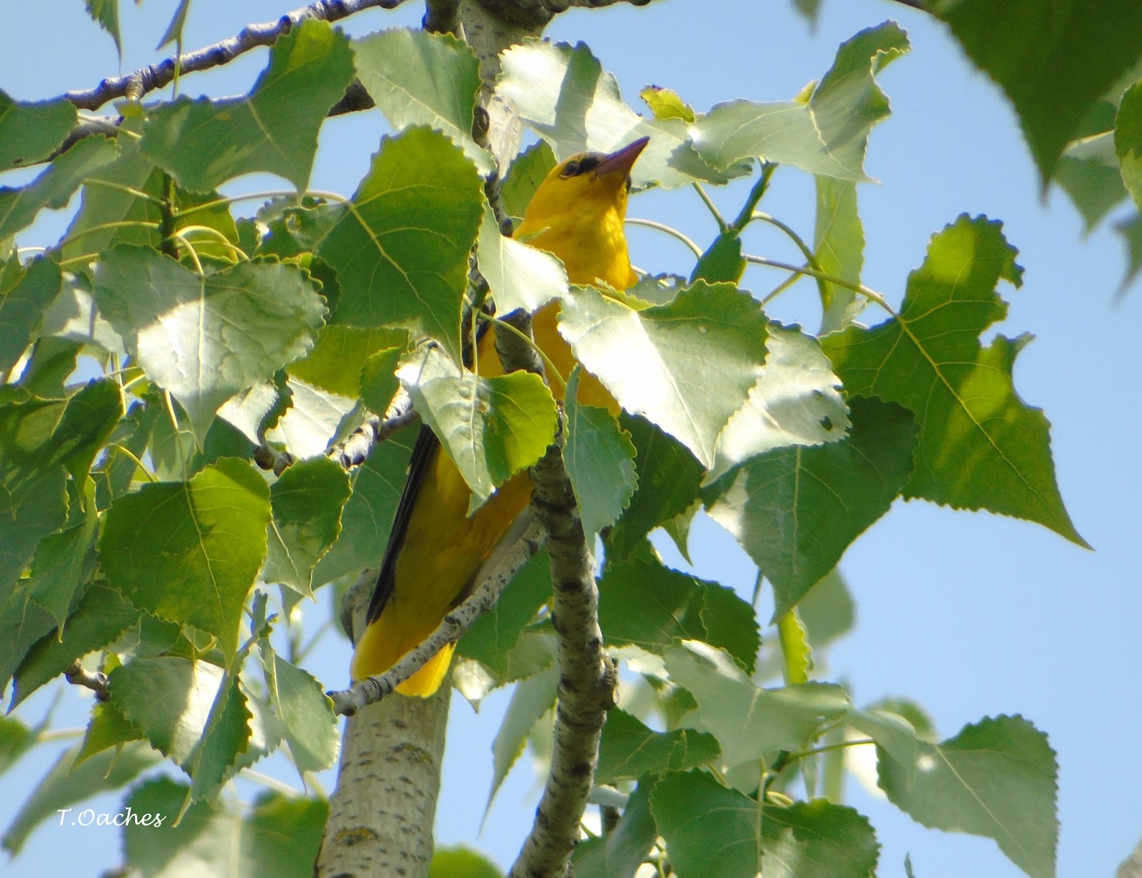 PASARI DIN ROMANIA: GRANGUR, Oriolus oriolus