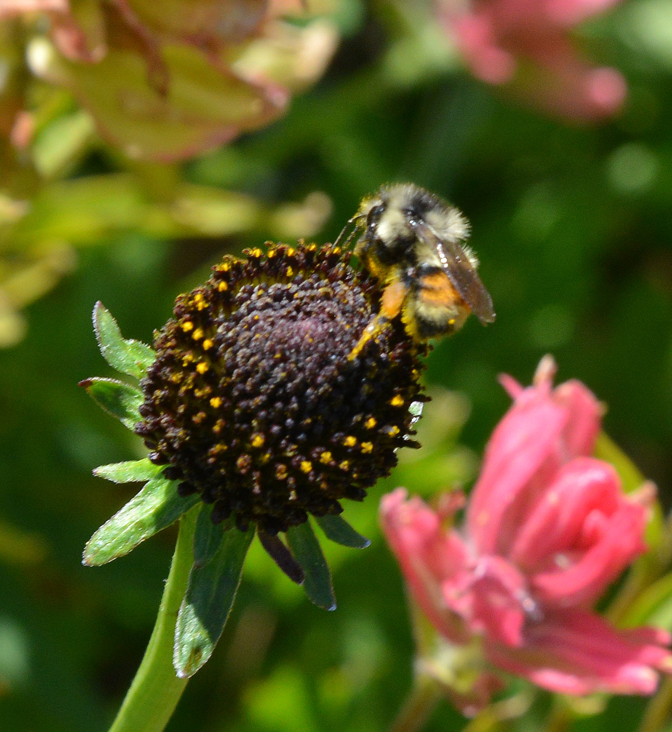A school of fish: Bee photographs
