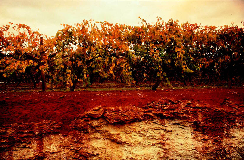 geografi lingkungan: JENIS-JENIS TANAH