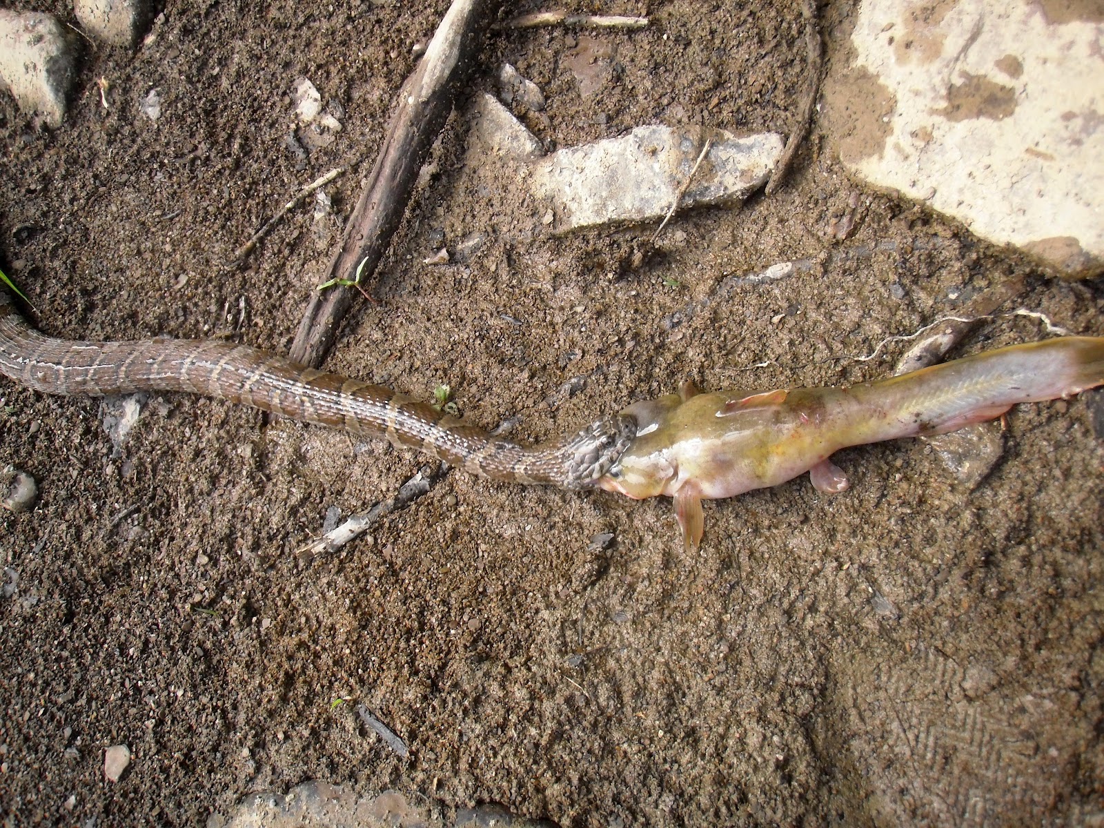 Ohio Fishing Source: Snake Eating a Fish