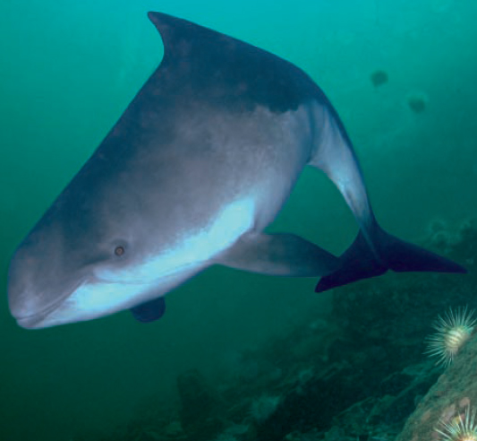 Porpoises ~ Aquatic Animals