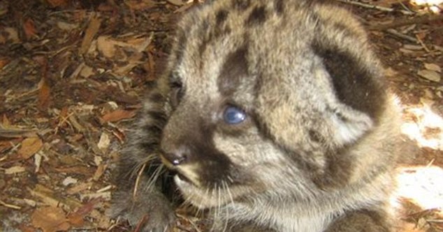White Wolf : Sandy sets panthers free in Florida after falling tree ...