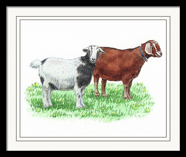 Farm Animals Watercolor Paintings