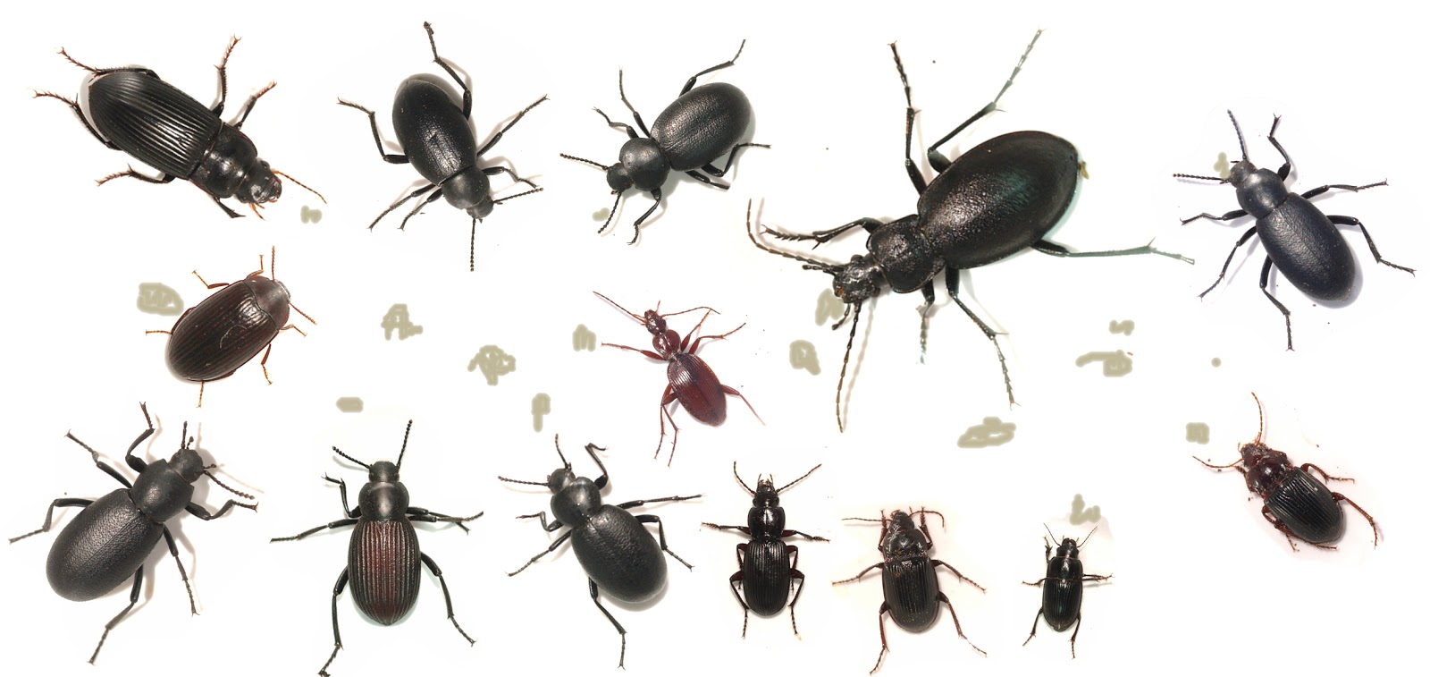 Arizona: Beetles, Bugs, Birds and more: Bug Safari 2015 - Northern Arizona