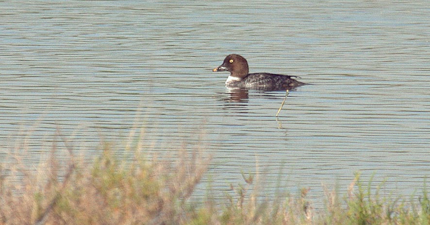 QUADERN DE NATURA: UN RETORET A LA MARJAL DELS MOROS.