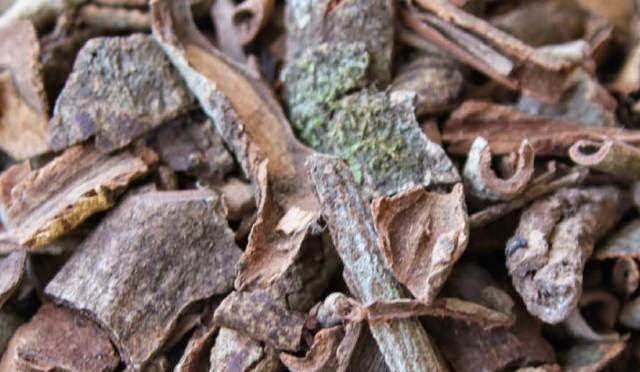 Simplisia Cortex | Farmakognosi Tanaman Obat Tradisional
