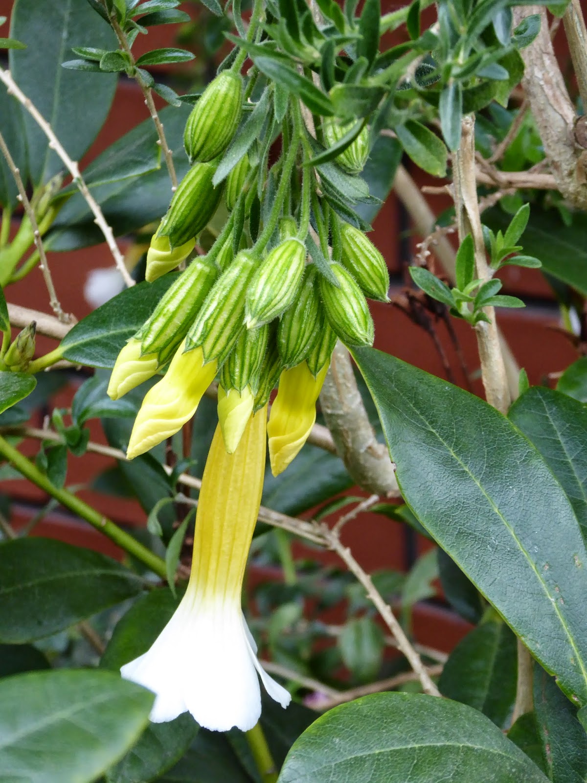 Alan Jolliffe: Cantua – A lot of sacred magic