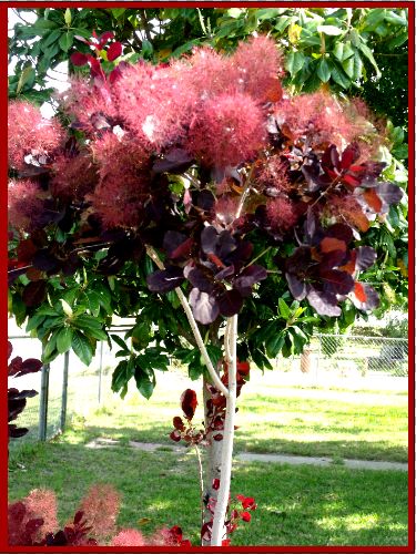 MyTexasGardens: Treat Me to a Tree!