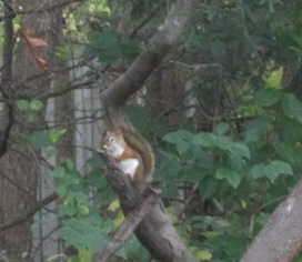 From Rebecca's Window: Ohio Fairydiddle Sighting