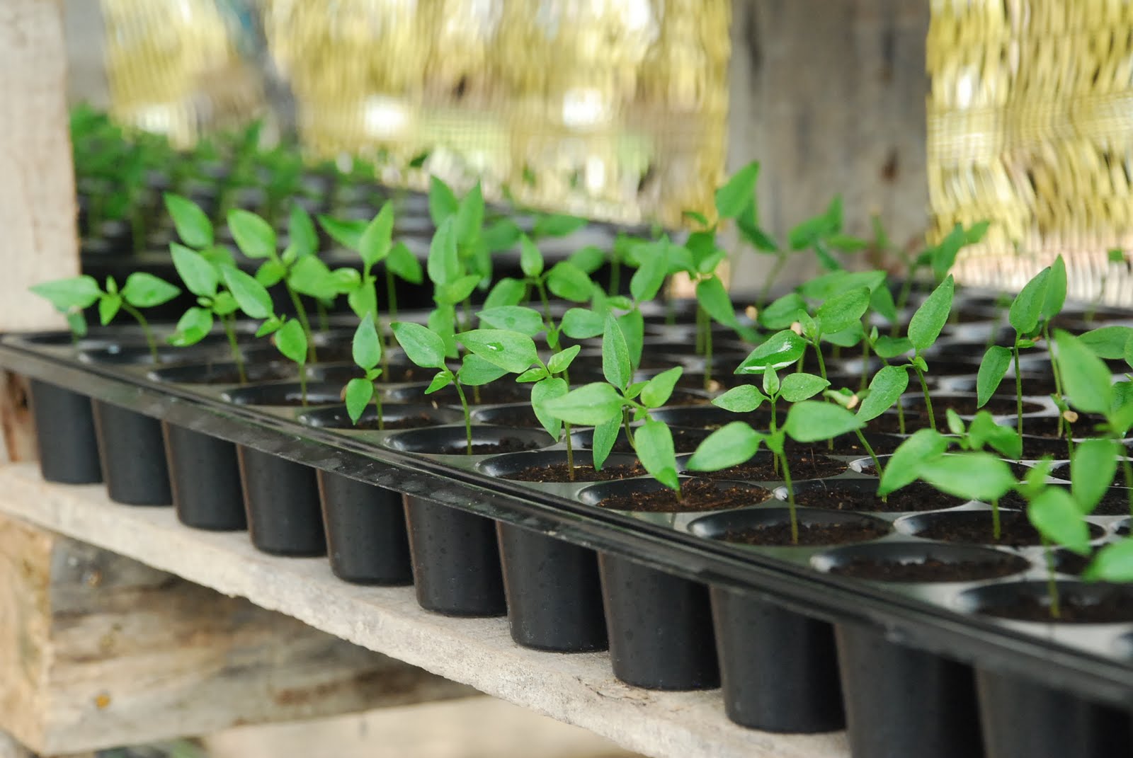 My little vegetable garden: Rooftop vegetable gardening: chili centil