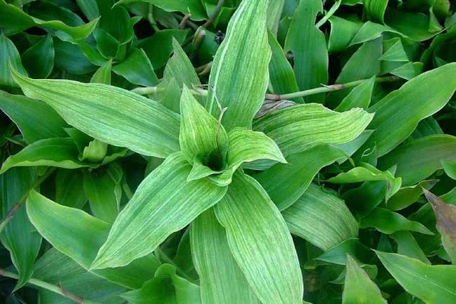 Flora de Puerto Rico Ilustrada Papo Vives: COMMELINACEAE CALLISIA SPS