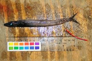 Artes de Pesca: SACCOPHARYNGIFORMES