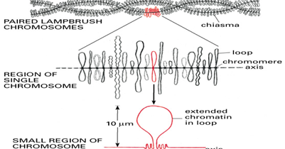 SPECIALISED TYPES OF CHROMOSOMES