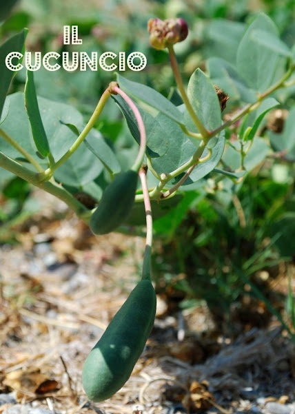Sicilia in cucina, le ricette: paccheri cernia, olive, cucunci e pesto ...