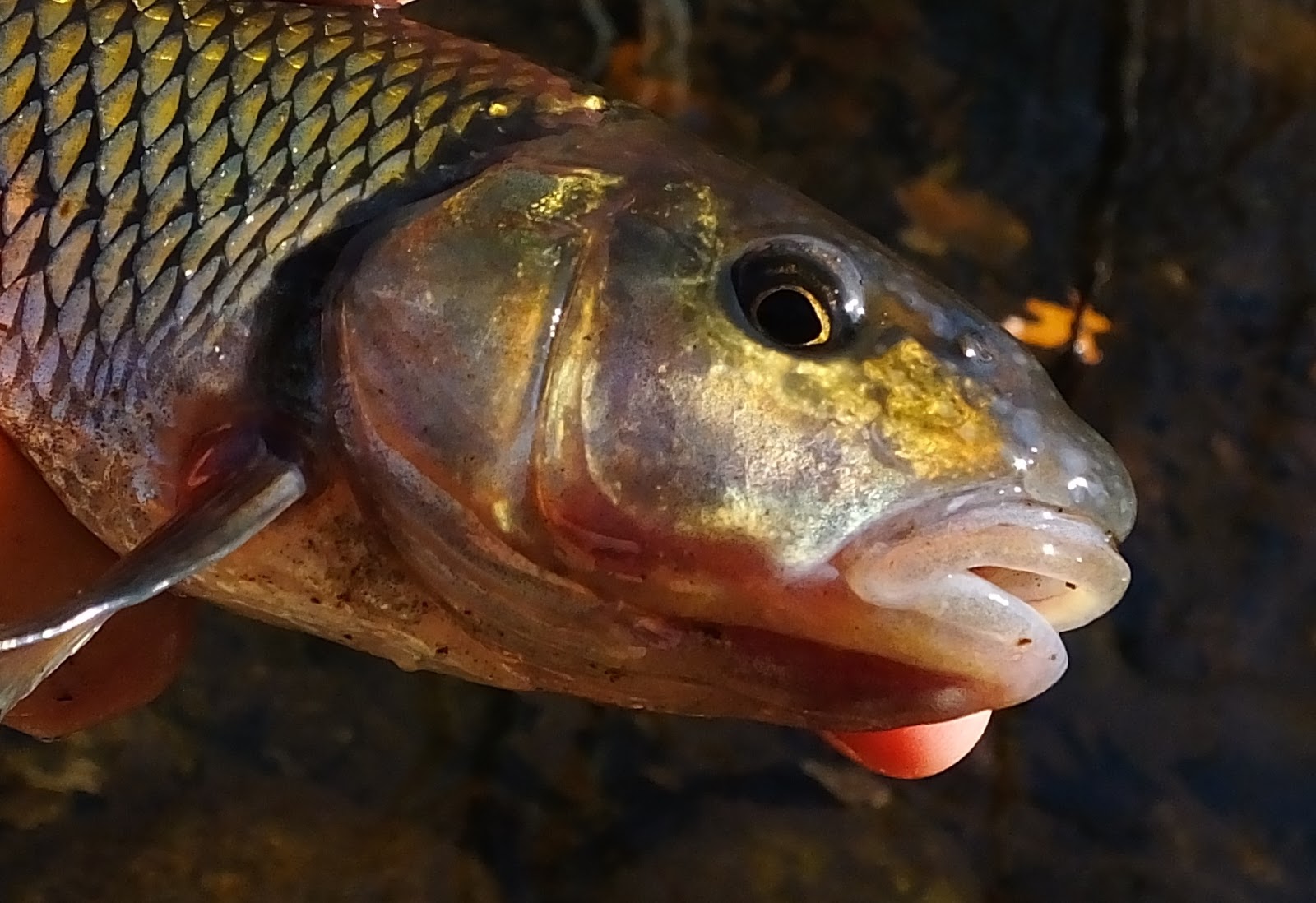 Connecticut Fly Angler: Looking for a Big Fallfish
