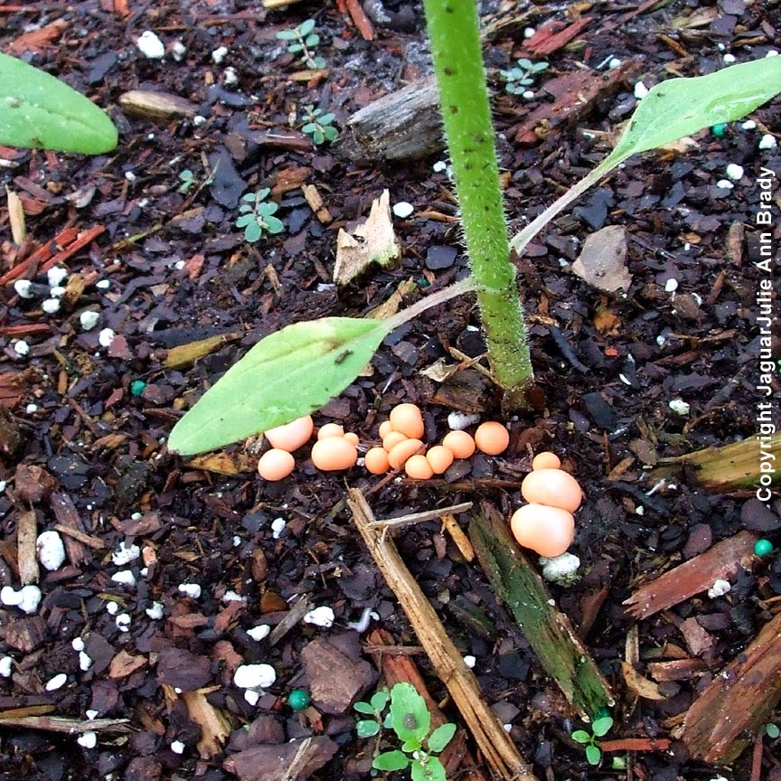 Julie Ann Brady : Blog On: Pink Slime Mold in Sunflower Garden