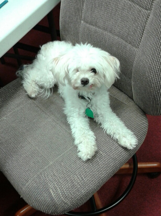 Sew in Love {with Fabric}: Joey: The Most Famous Dog in Quilting