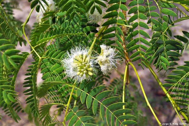 elarbolmiamigo-encinarosa: Enterolobium Contortisiliquum - Timbó ...