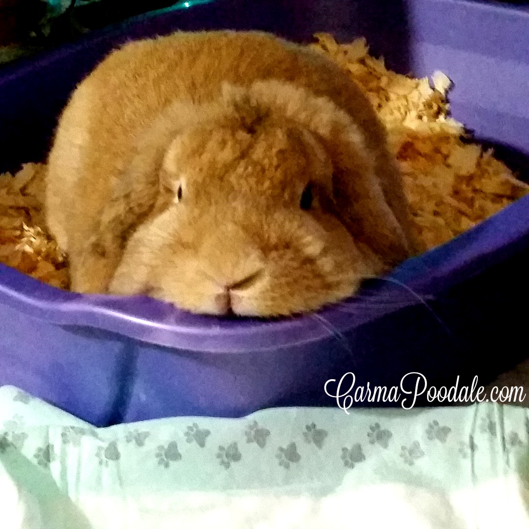 Carma Poodale : Peanut Bunny, The Foster House Rabbit Update