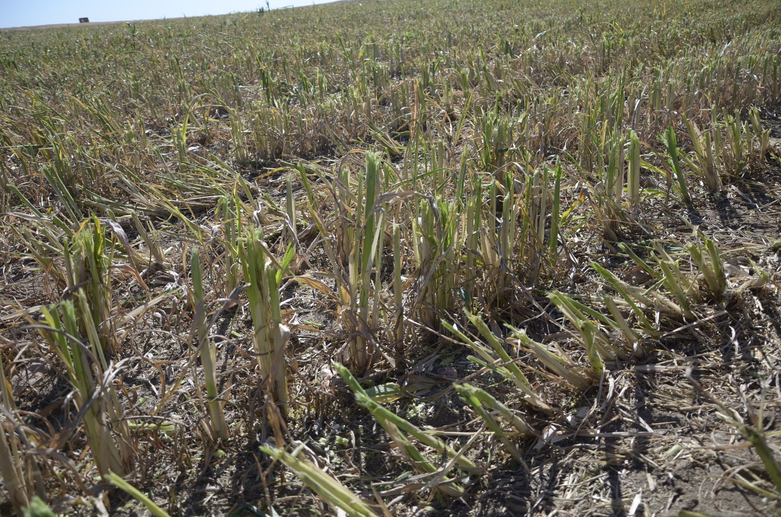 Ensiling Sorghum: chopping, transport and pressing