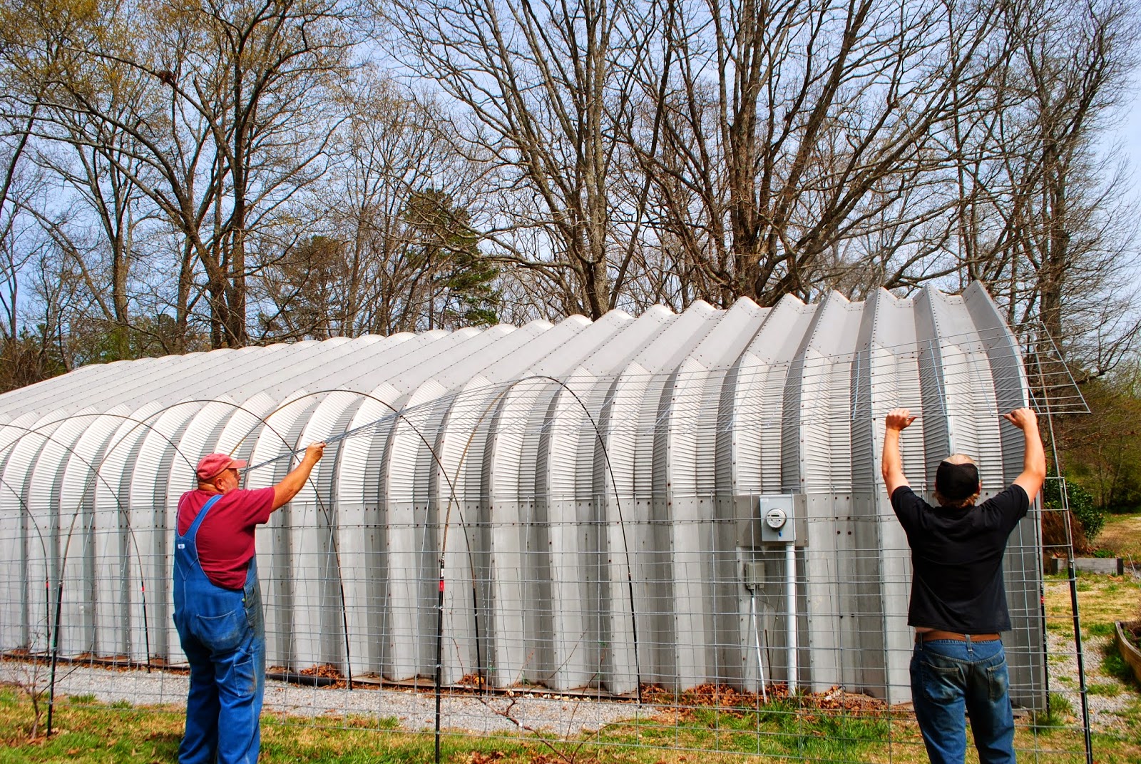 Adventures on Zephyr Hill Farm: DIY Rebar Grape Arbor