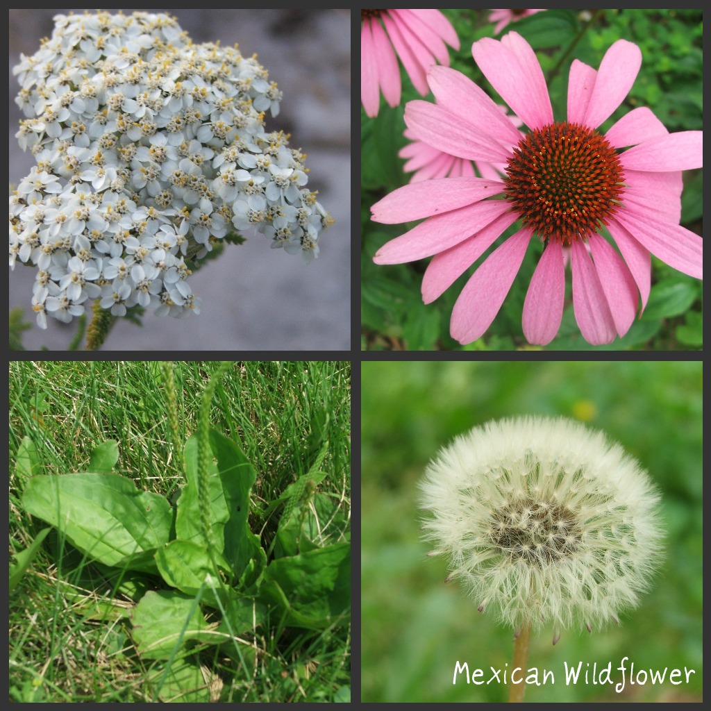 Herbal Spotlight - Nourishing Simplicity