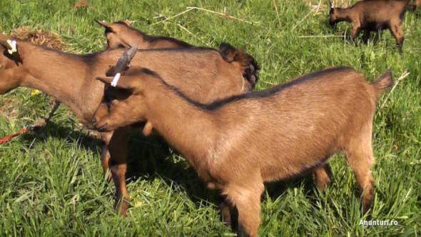 capre de lapte si de carne din import