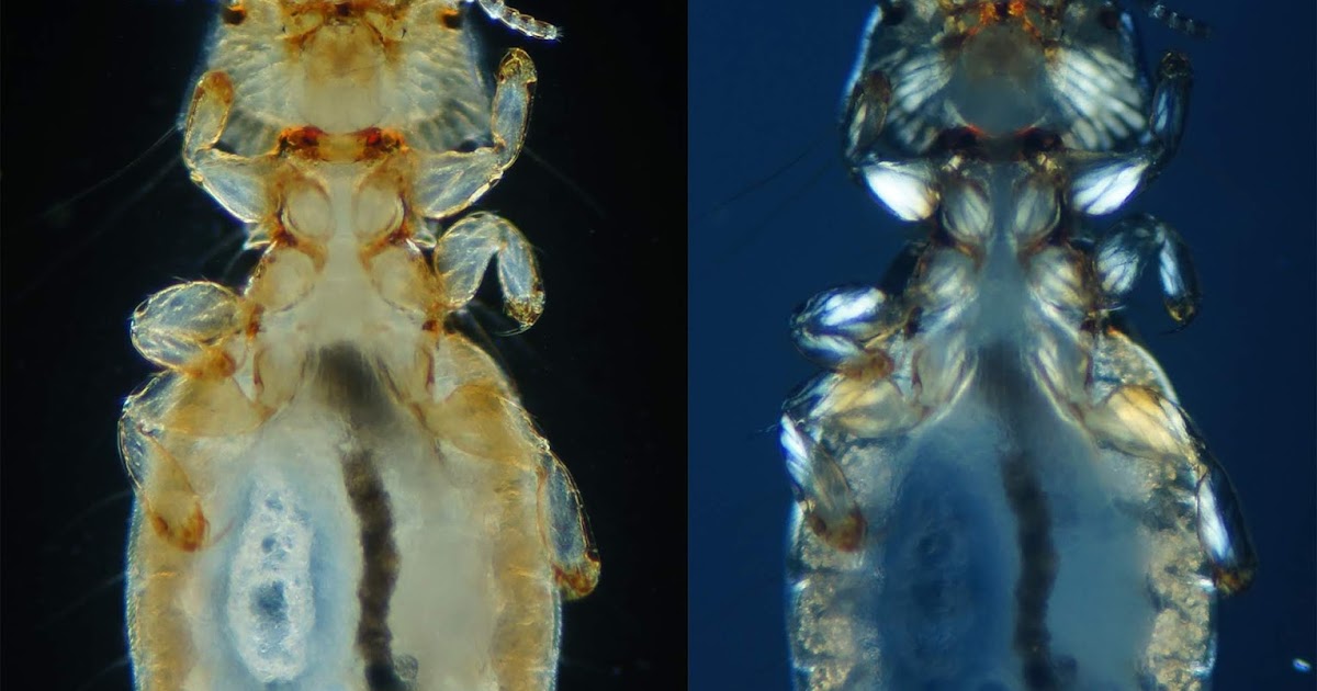 Mallophaga observed by DF and PL microscopy