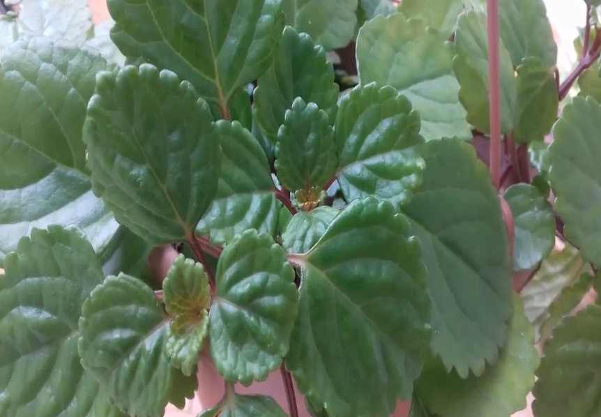 Cuidando do Jardim: Planta Dólar