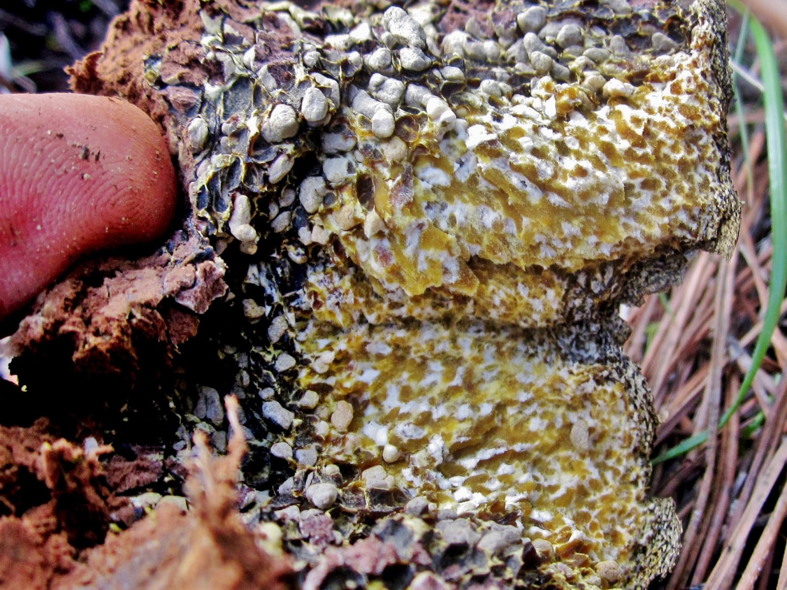 Biodiversity of Cyprus by NGO Protection of the Natural Heritage and ...