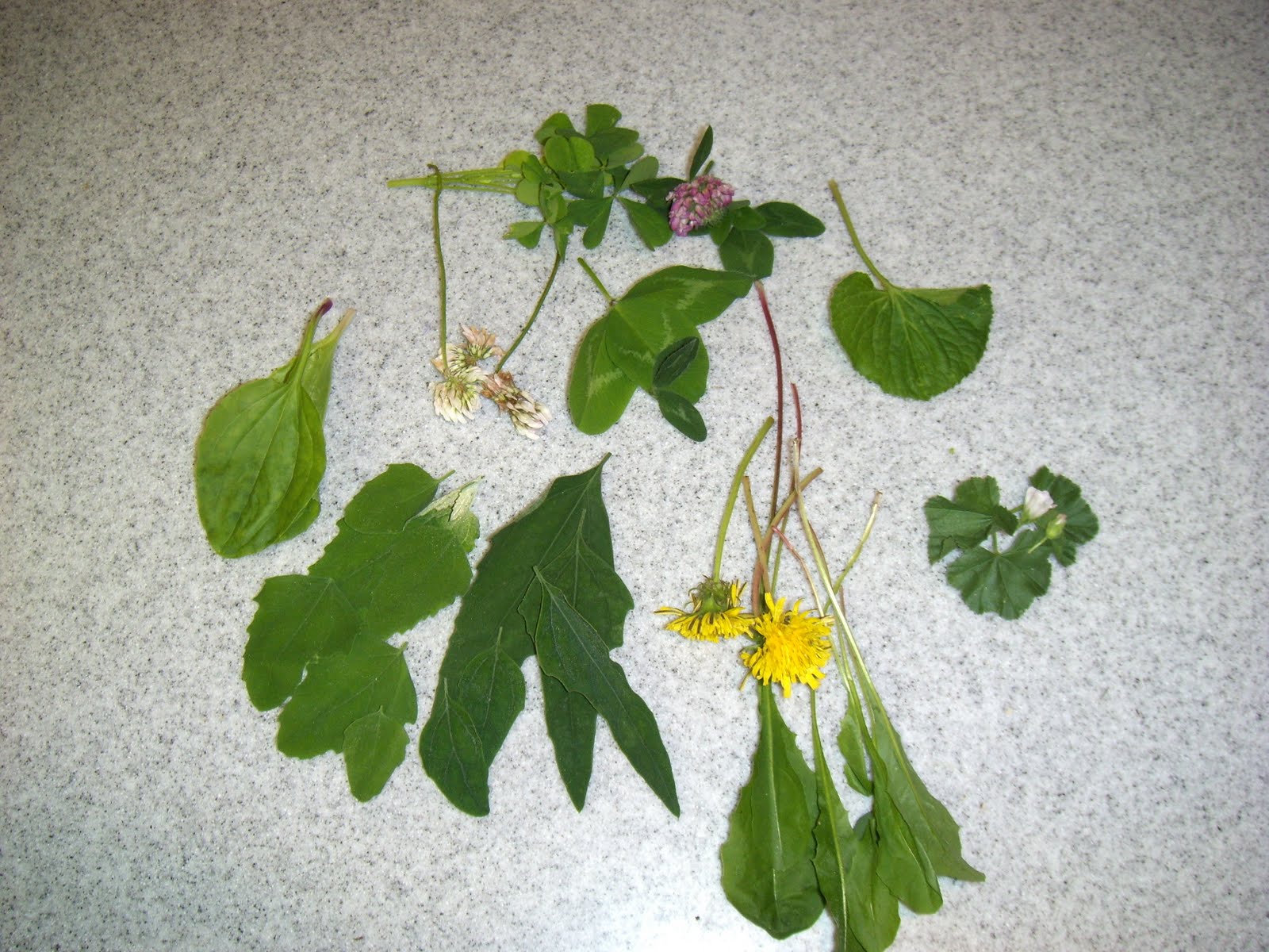 Mombo's Backyard: Backyard Green Drink by Grace Lefever