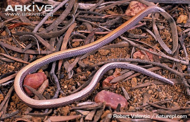 Hewan Reptil - Ular tambang | Susanto Wisata