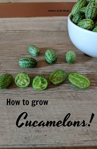 How to grow cucamelon - Feathers in the woods
