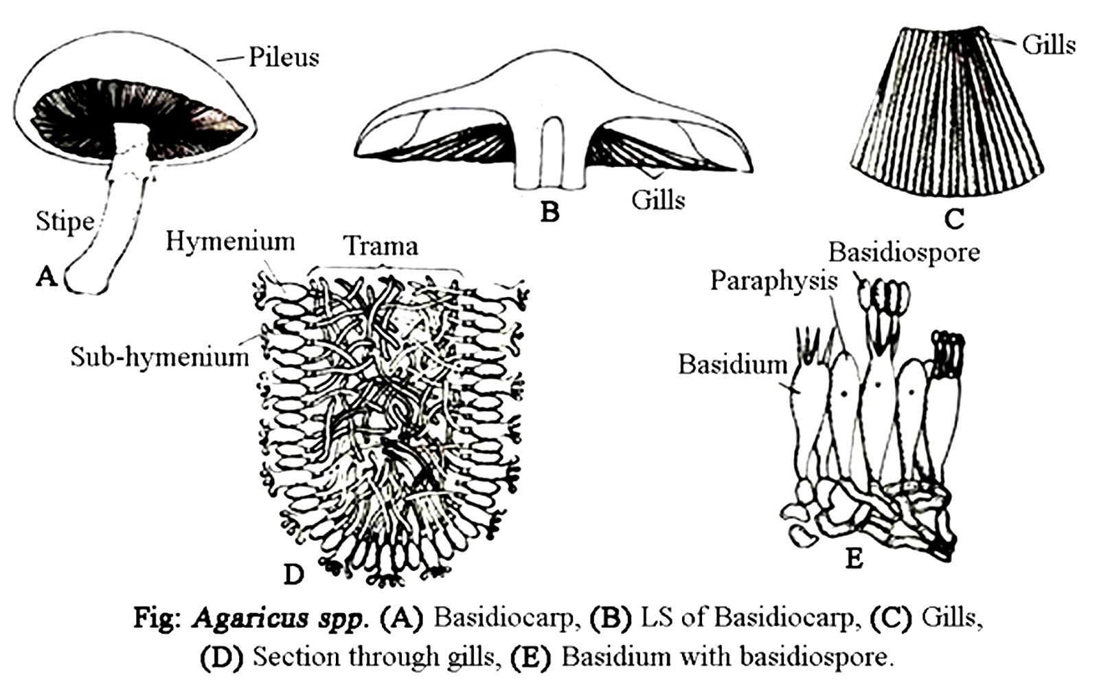 AGARICUS - CLASSIFICATION, VEGETATIVE STRUCTURE, REPRODUCTION, ECONOMIC ...