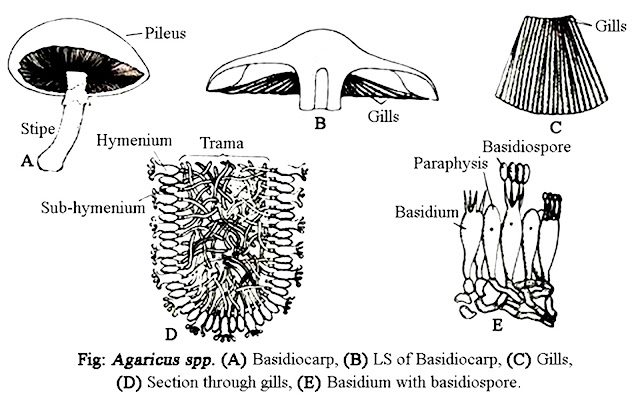 AGARICUS - CLASSIFICATION, VEGETATIVE STRUCTURE, REPRODUCTION, ECONOMIC ...