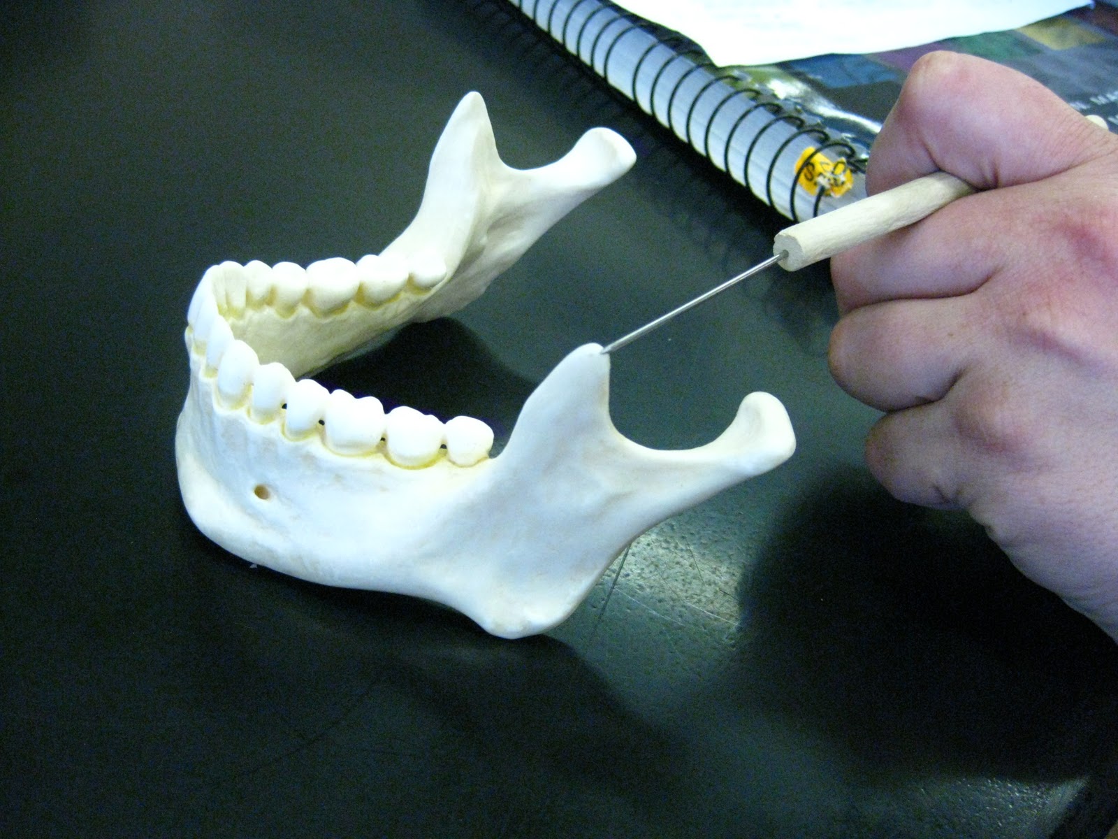 Boned: Human Skull - coronoid process (of mandible)