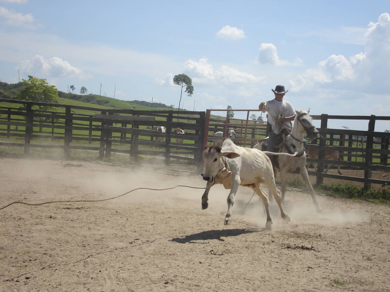 ARAUCA LLANO Y FOLCLOR: FAENAS LLANERAS