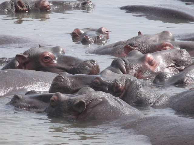 Life with Chickenruby: Hippo Christmas with #AnimalTales